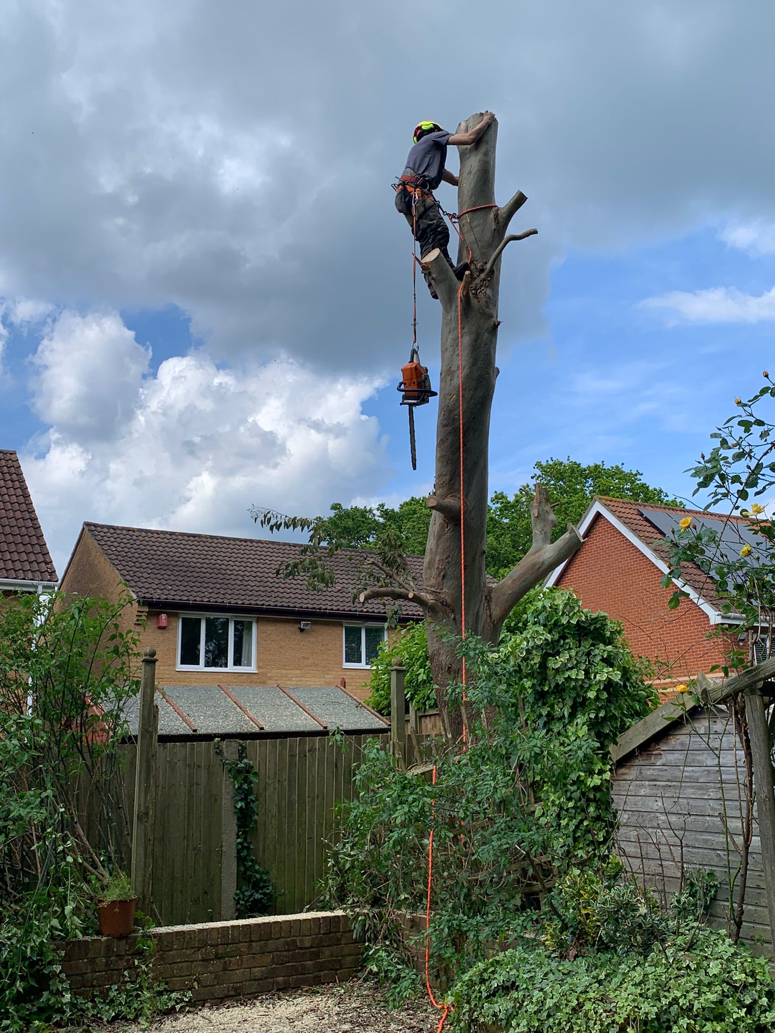 Tree Reduction - Local Tree Services